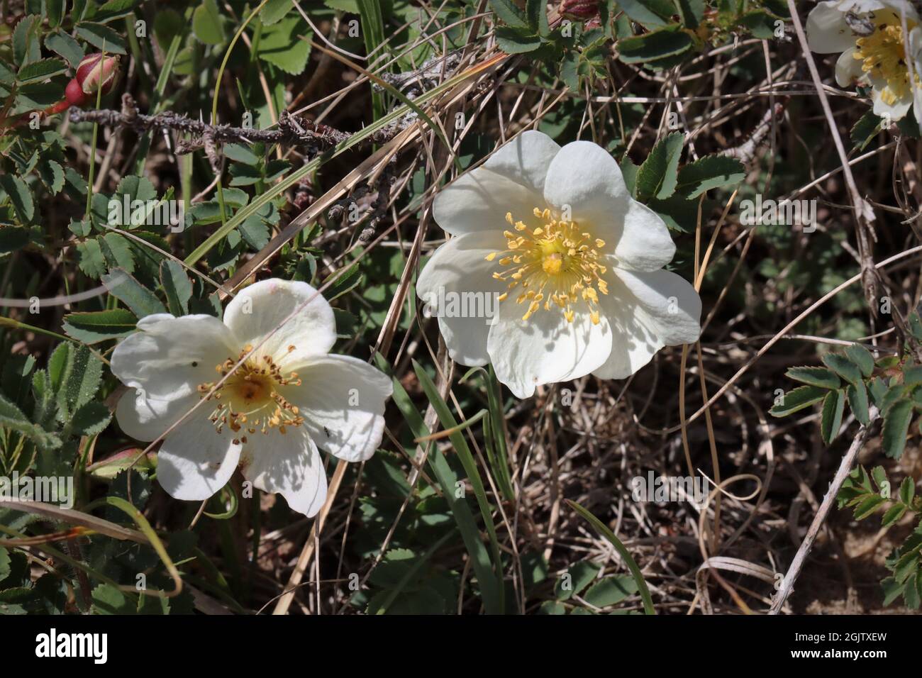 Alan rose hi-res stock photography and images - Alamy