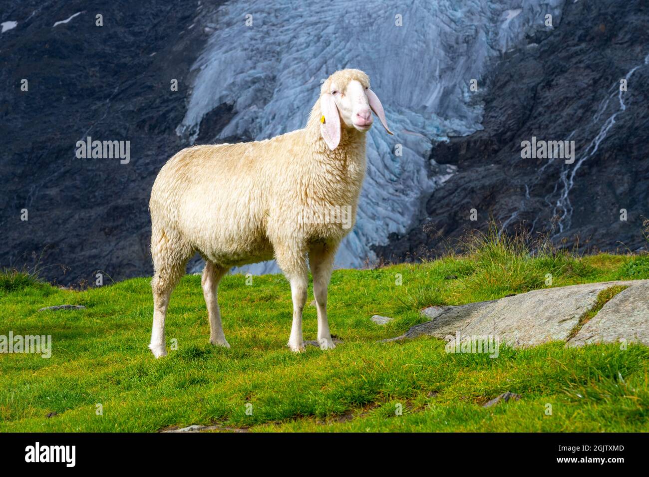 Cute white alpine sheep on mountain pasture Stock Photo - Alamy
