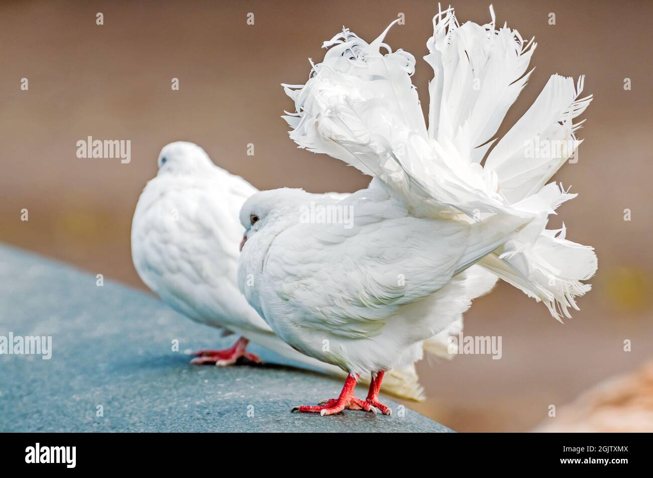 Fan shapedtail hi-res stock photography and images - Alamy