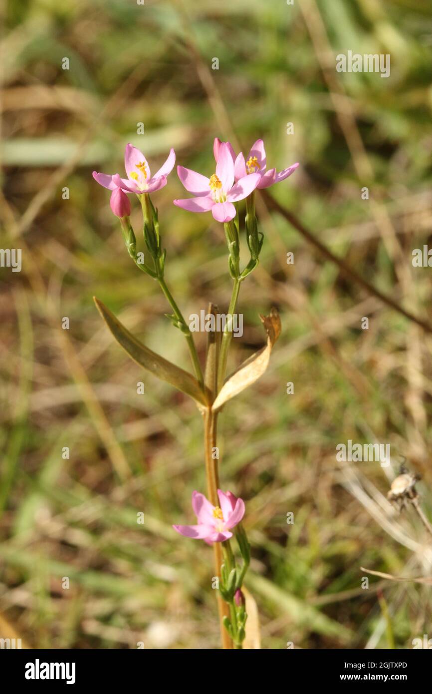 Common centaury hi-res stock photography and images - Alamy