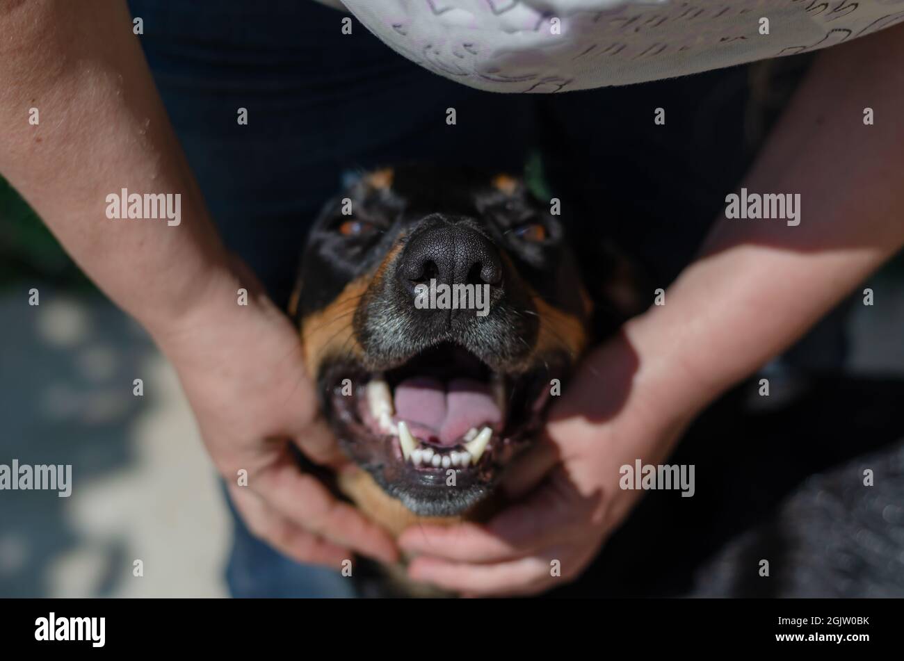 A woman's arms embrace the senior animal sitting at her feet. A Stock ...