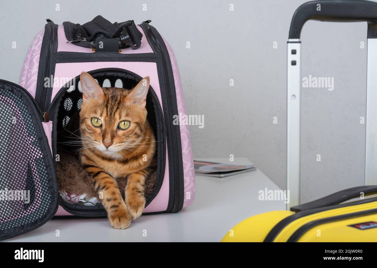 Traveling with pets. Suitcase and carrier for cats. Carrying cat Stock ...