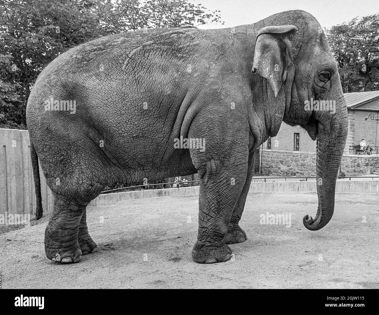Indian elephant (Elephas maximus indicus) at Skansen Zoo in Stockholm ...