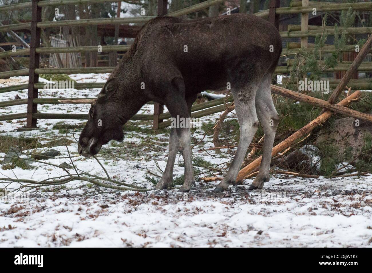 The view of a moose eating tree bark in elk farm. Wild life in swedish ...