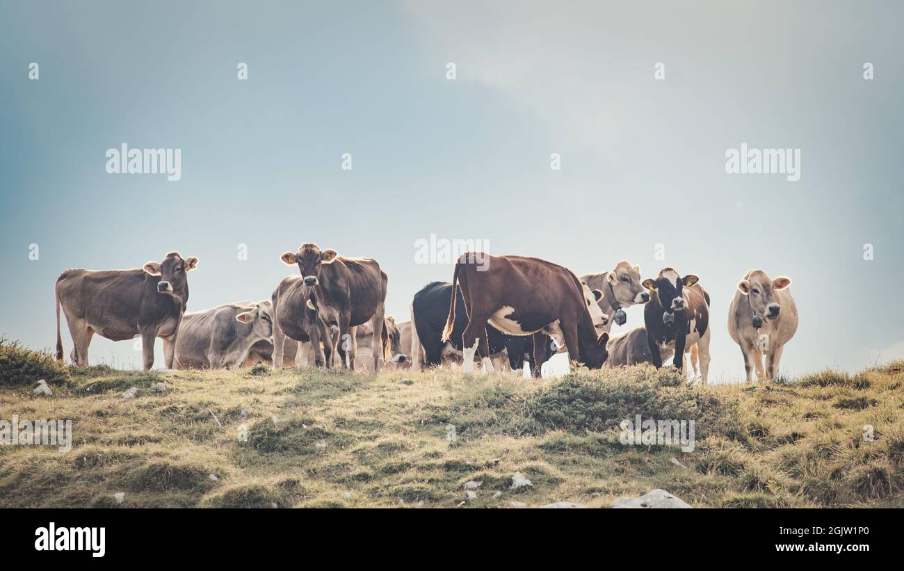 Group of cows in an Italian pasture Stock Photo - Alamy