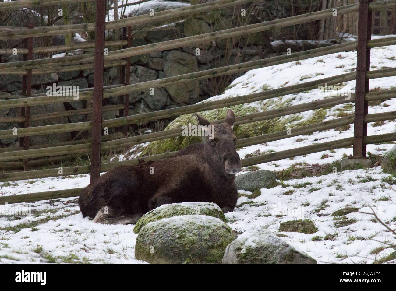 The view of a moose laying on the ground. Wild life in swedish nature ...
