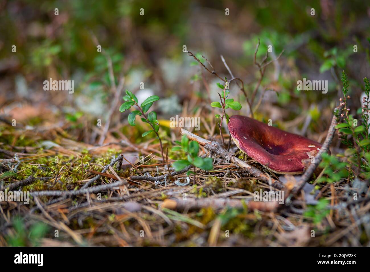 Red-cap boletus Mushroom with fall leaves Autumn Nature forest seasonal ...