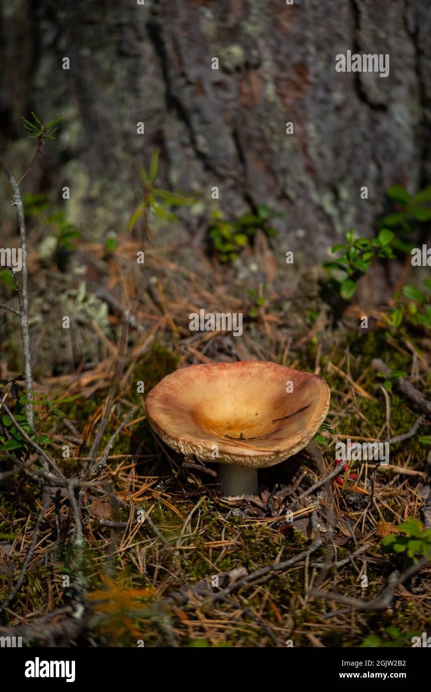 Mushroom with fall leaves Autumn Nature forest seasonal concept view ...