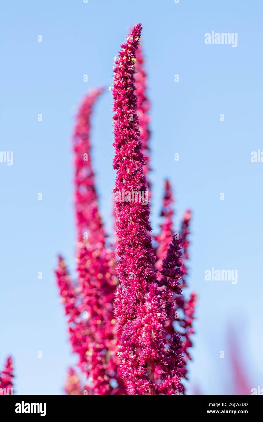 Amaranth purple flower spikes in the summer. The plant is also known as ...