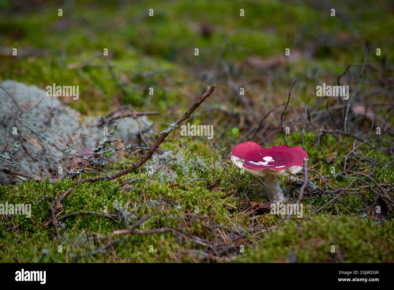Red-cap boletus Mushroom with fall leaves Autumn Nature forest seasonal ...