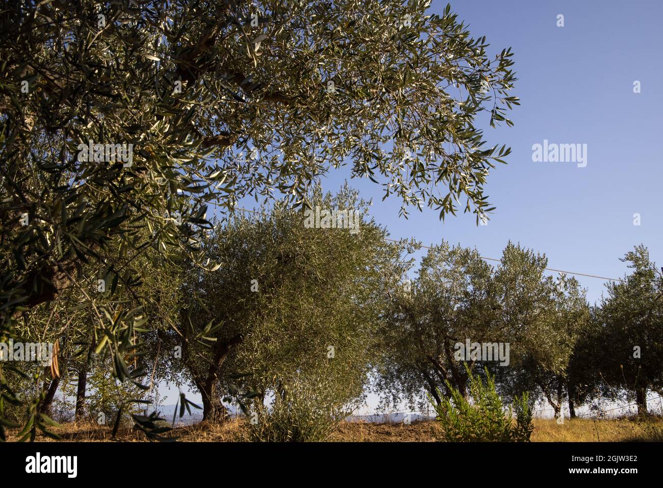 Branches of olive tree. Beautiful summer landscape of Toscana, Italy ...
