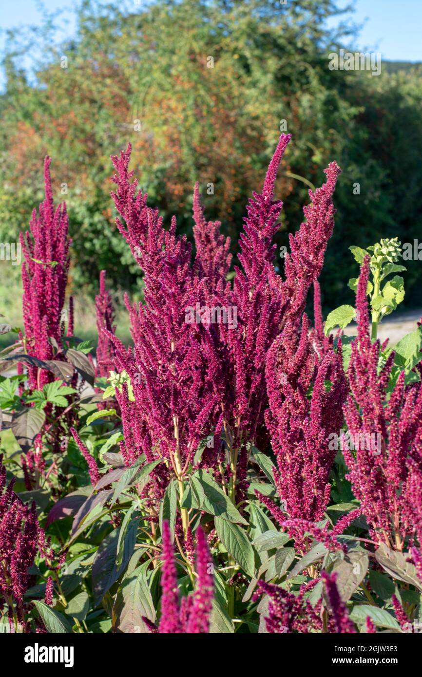 Amaranth purple flower spikes in the summer. The plant is also known as ...