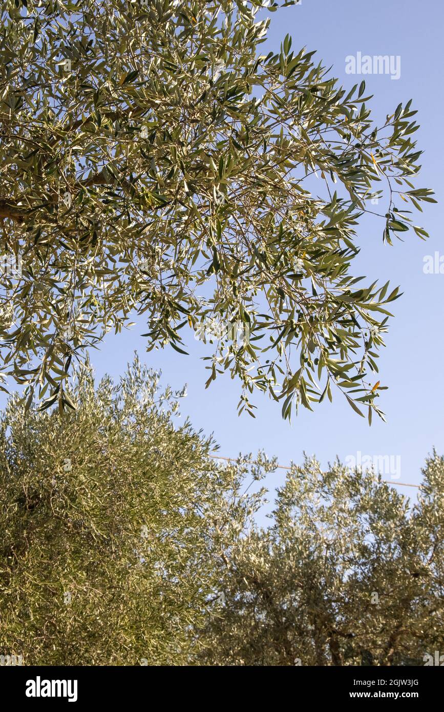 Branches of olive tree. Beautiful summer landscape of Toscana, Italy ...