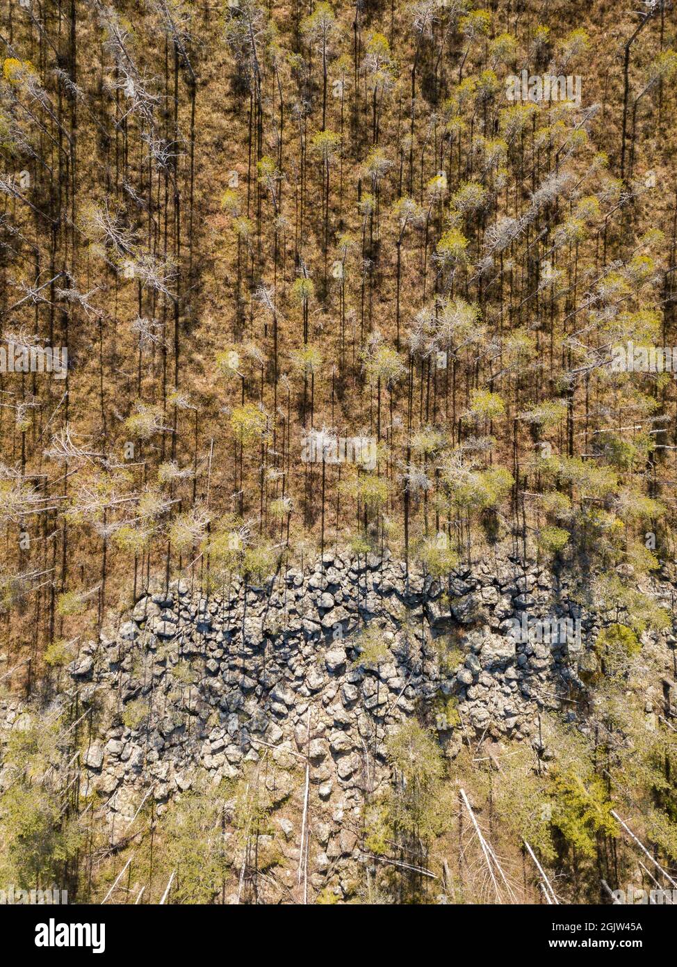 Aerial view of dwarf-shrub pine bog by field of rocks Stock Photo - Alamy