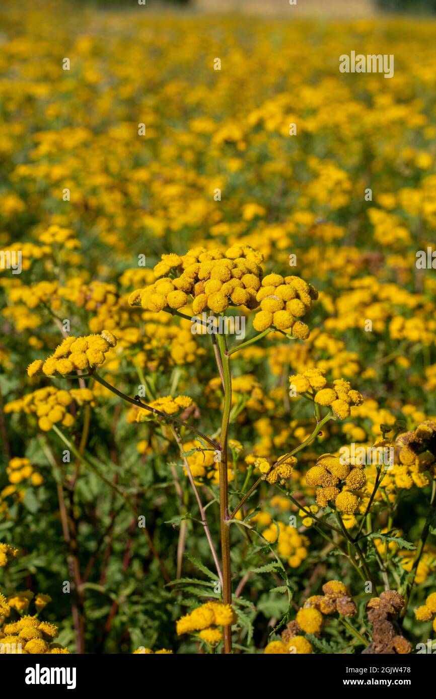 Blooming Tansy (Tanacetum vulgare) in the field. Yellow flowers of ...