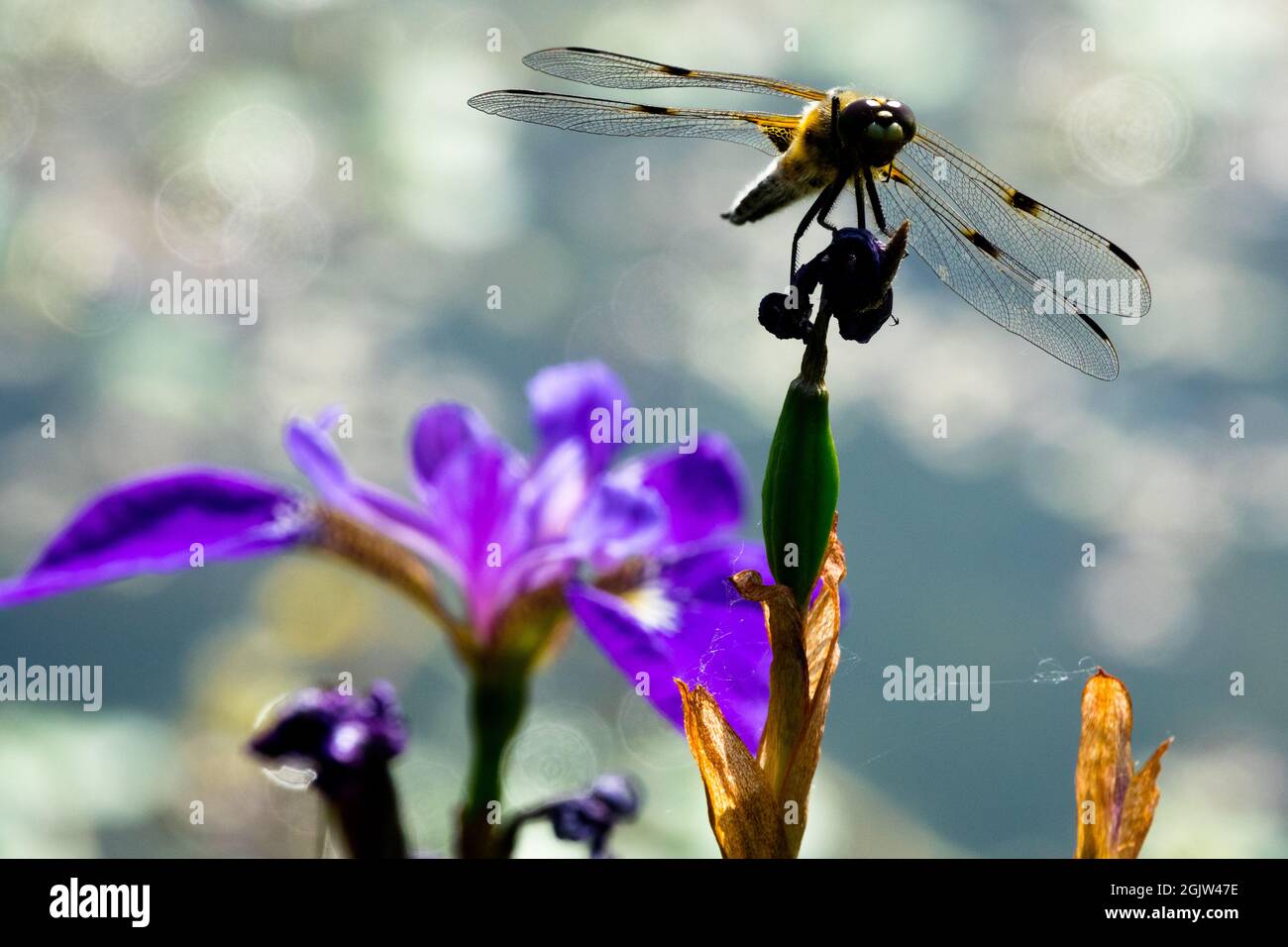 Four-spotted dragonfly on flower Libellula quadrimaculata Four-spotted ...