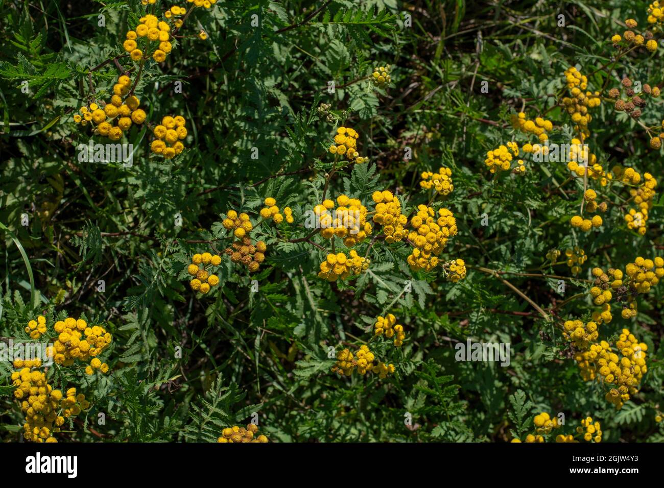 Yellow flowers of tansy hi-res stock photography and images - Alamy