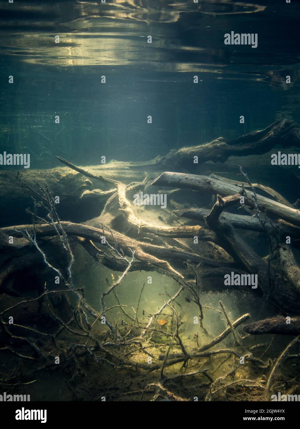 Underwater trees hi-res stock photography and images - Alamy