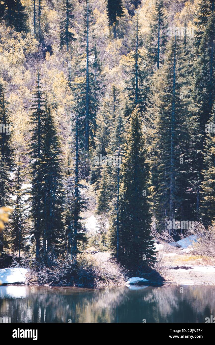 A vertical shot of conifers surrounding a river or a lake Stock Photo ...