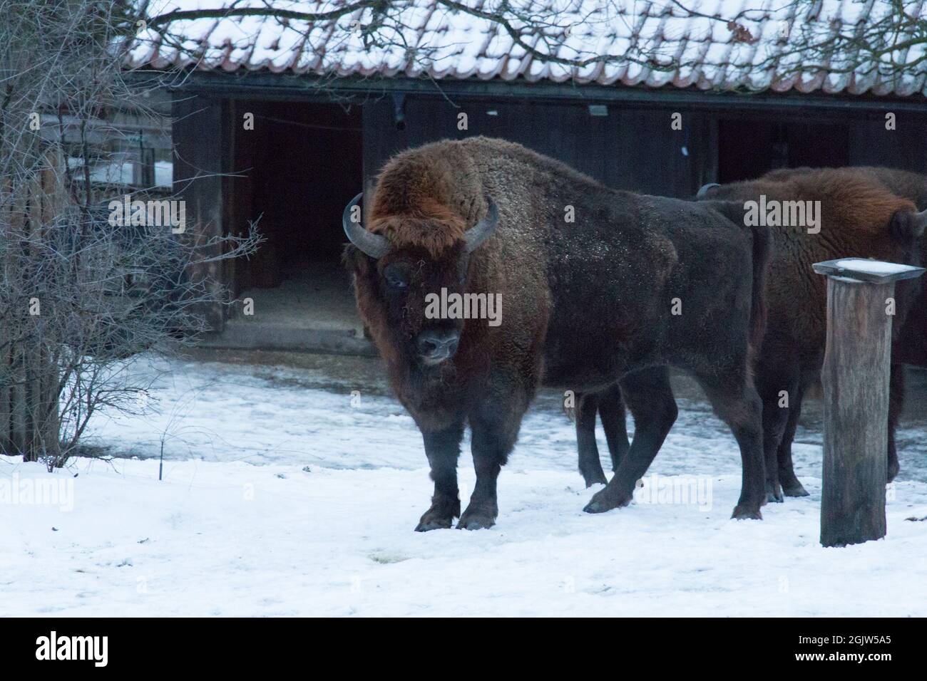 Stockholm skansen winter hi-res stock photography and images - Alamy