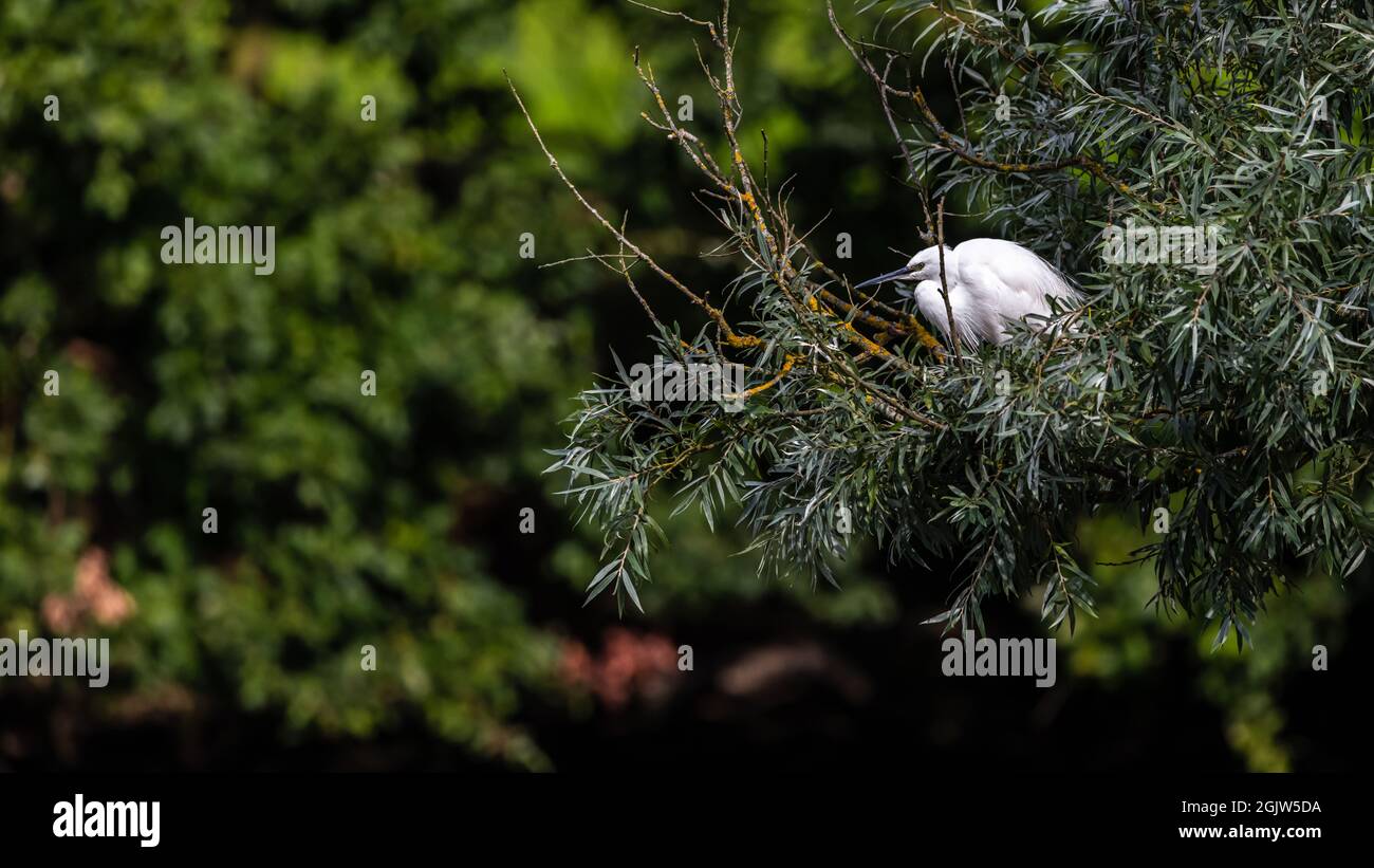 Black And White Egret High Resolution Stock Photography and Images - Alamy