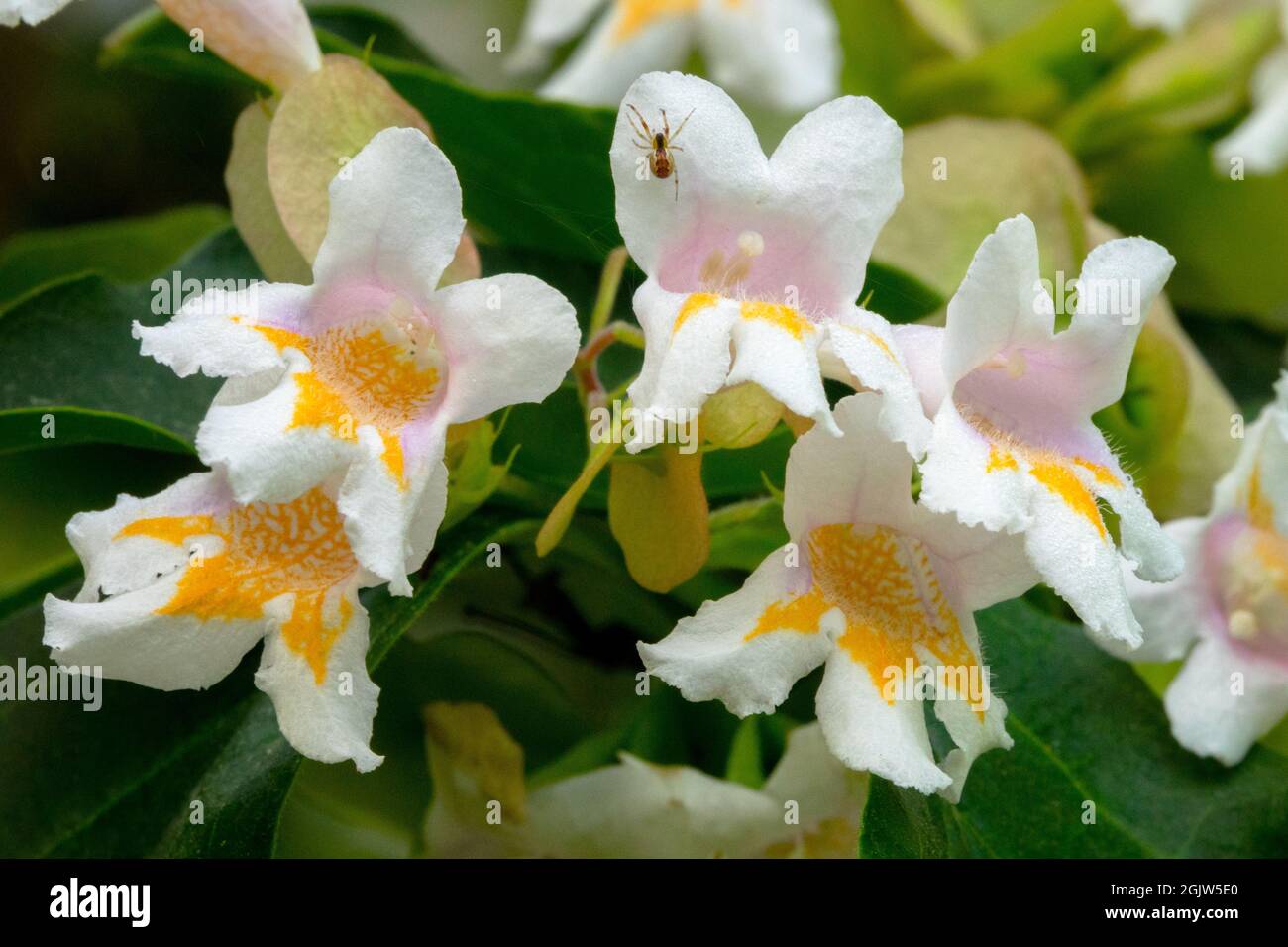 Dipelta floribunda hi-res stock photography and images - Alamy