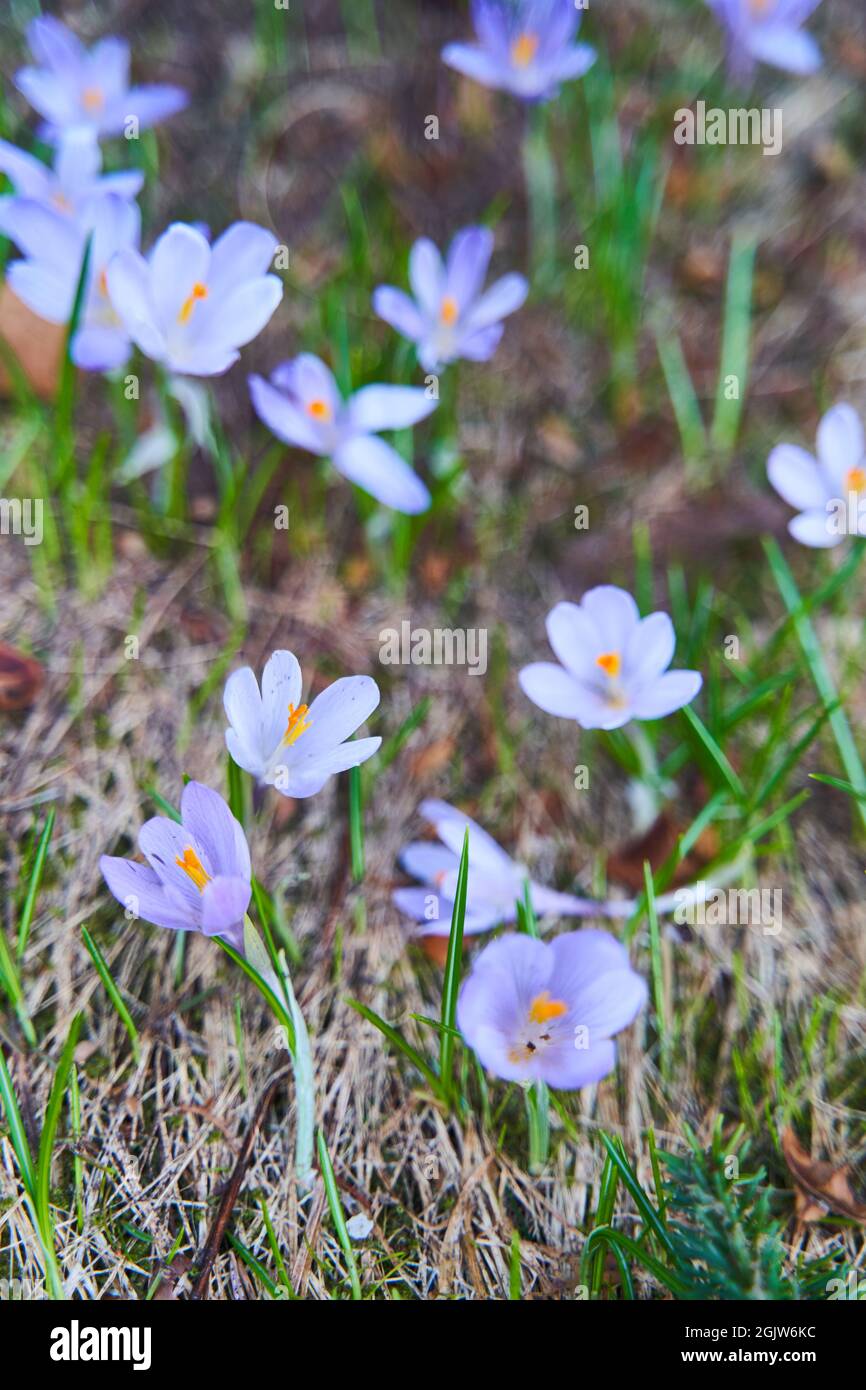 Violet snowdrops in the spring forest close-up. The first spring purple ...