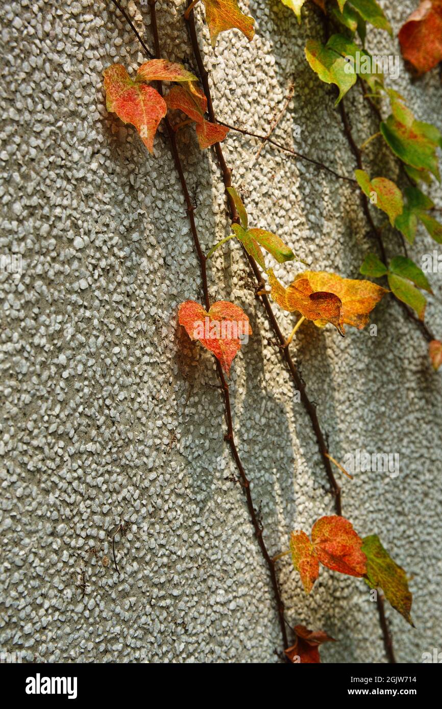 Withered plants hi-res stock photography and images - Alamy