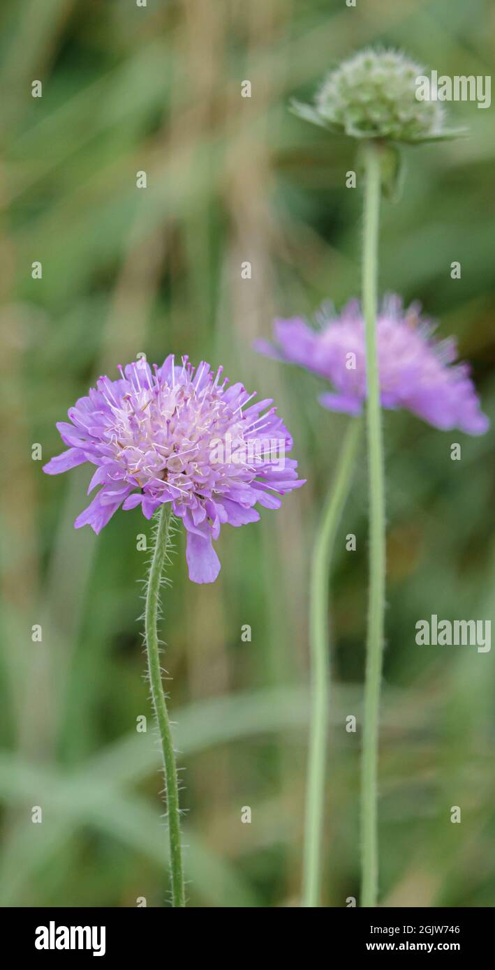 a beautiful pink violet field scabious (Knautia arvensis) growing wild ...