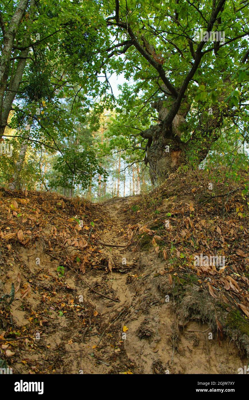 Old oak tree in the forest, bottom view from the ravine Stock Photo - Alamy