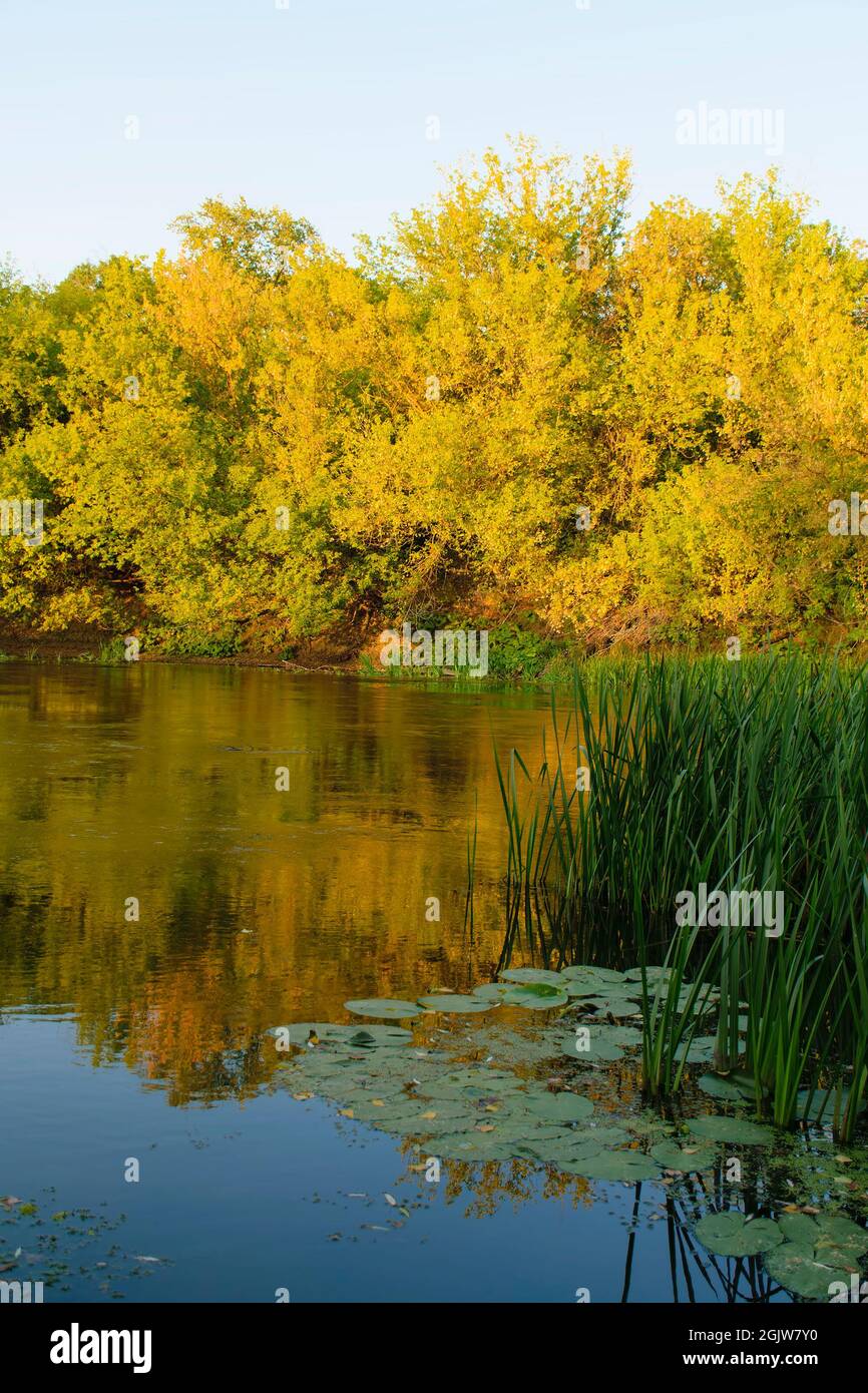 Backwater of the river with reeds and water lilies, trees bathed in ...
