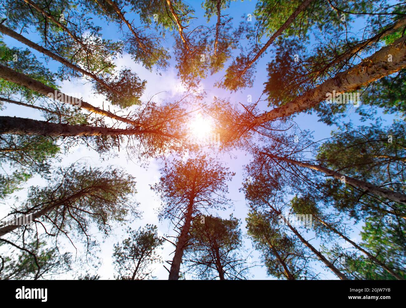 Bottom view of tall old trees in evergreen pine forest. Blue sky with ...