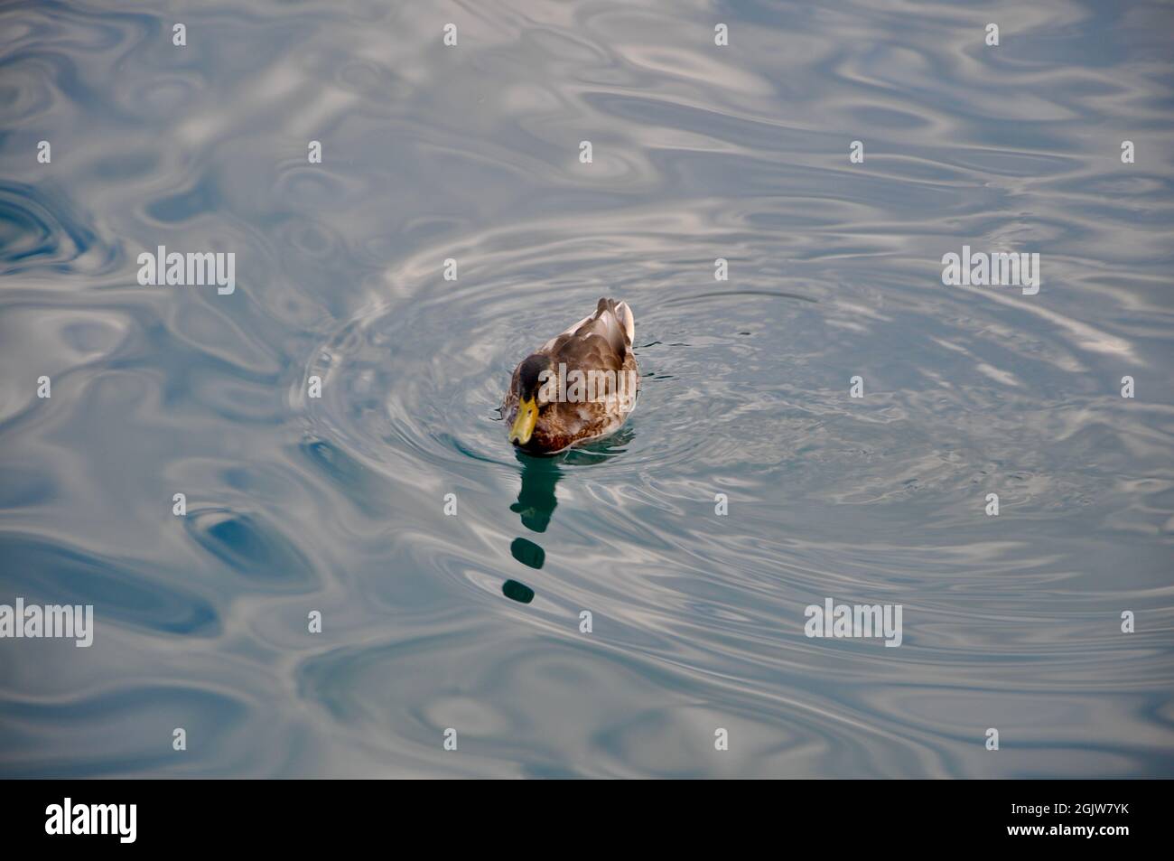 Duck floating on the blue water of Adriatic Sea close-up. Female ...