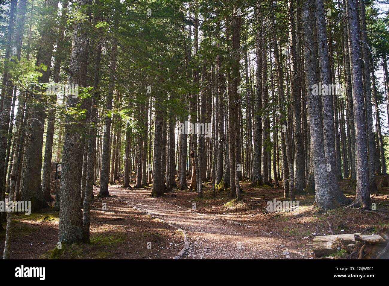 View of the path in the forest Stock Photo - Alamy