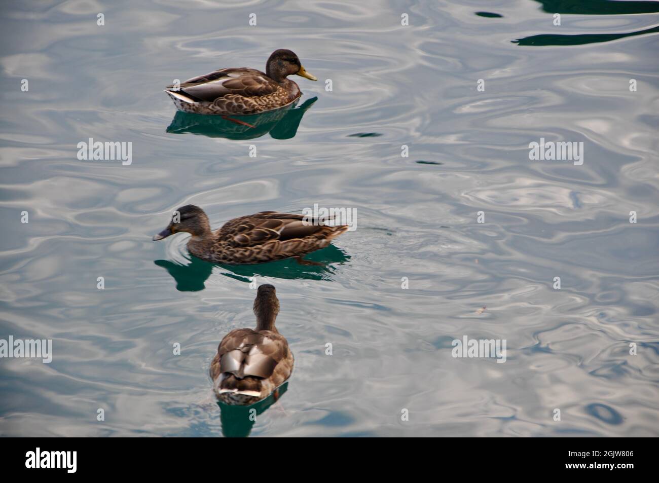 Ducks floating on the blue water of Adriatic Sea close-up. Female ...