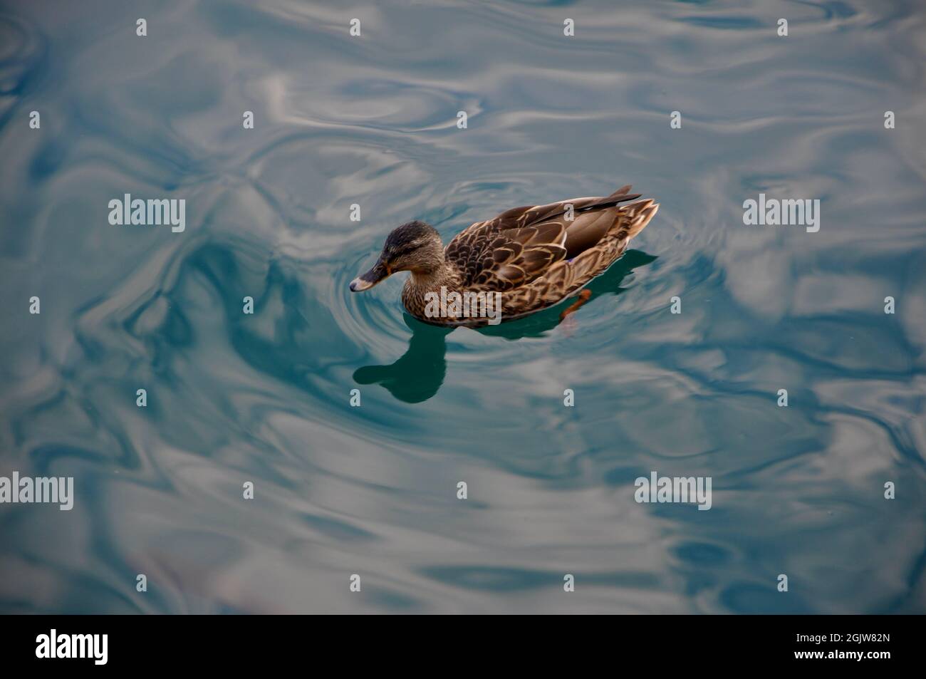Duck floating on the blue water of Adriatic Sea close-up. Female ...
