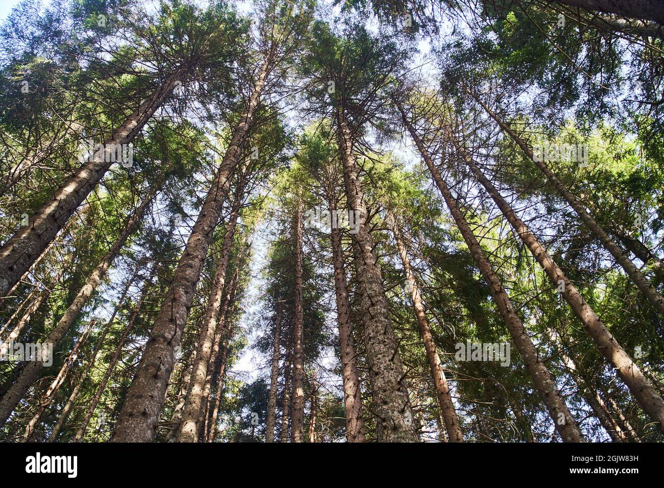Looking up pine trees crowns branches in woods or forest. Tops of trees ...