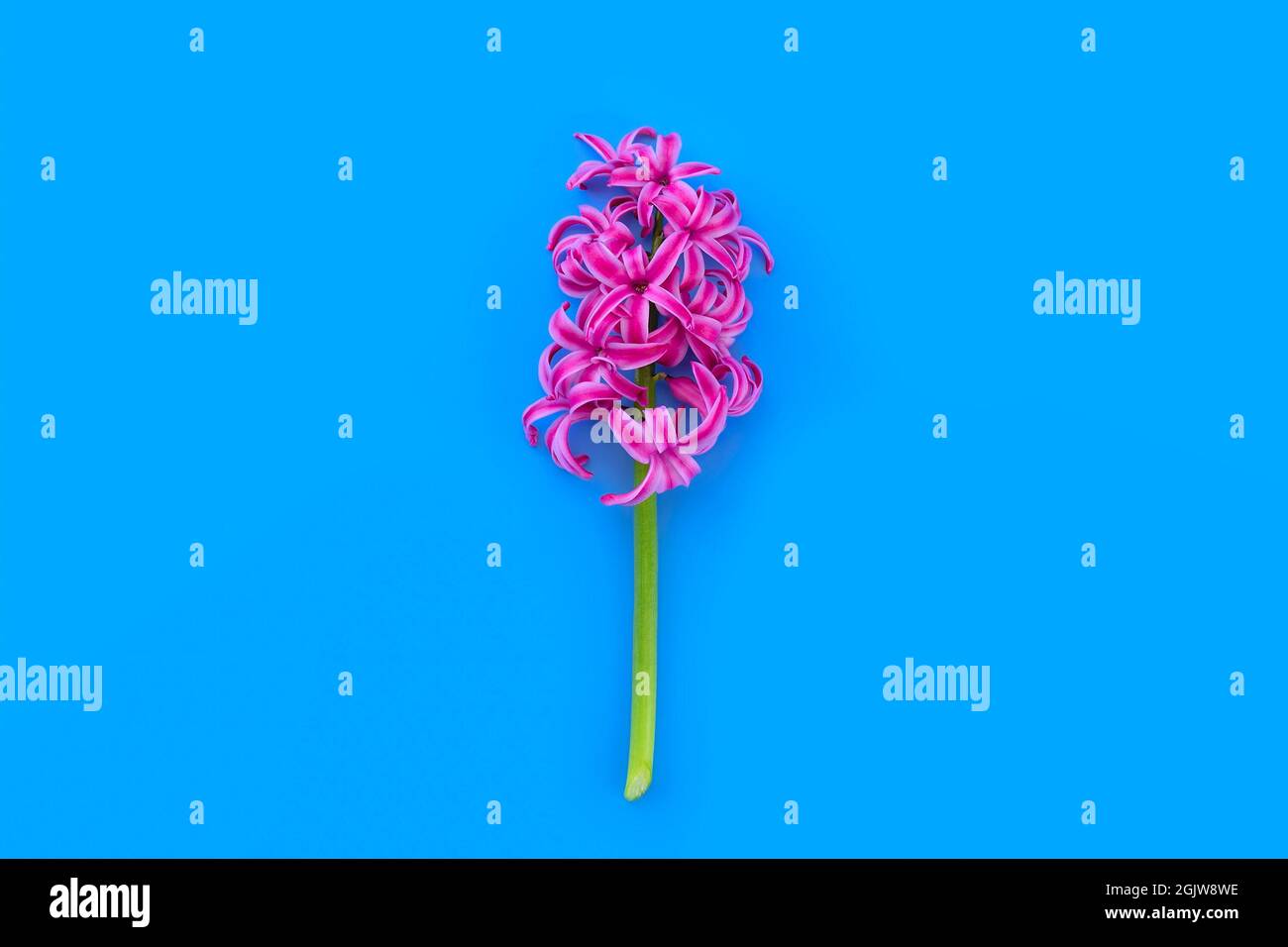 Top view hyacinth flower hi-res stock photography and images - Alamy