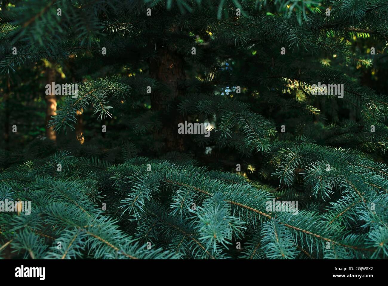 Coniferous forest texture hi-res stock photography and images - Alamy