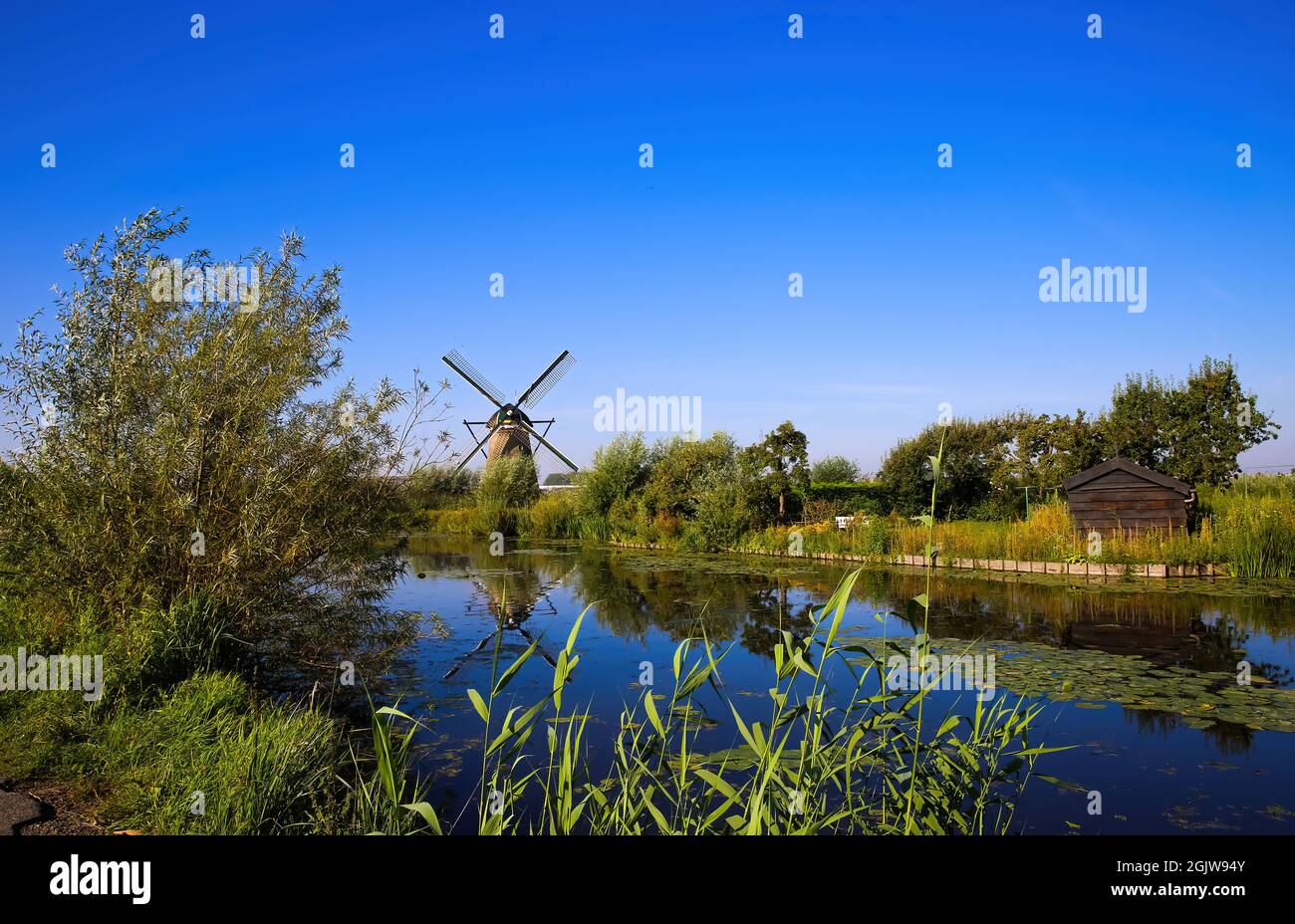 View on typical idyllic dutch rural landscape with reed grass, trees ...