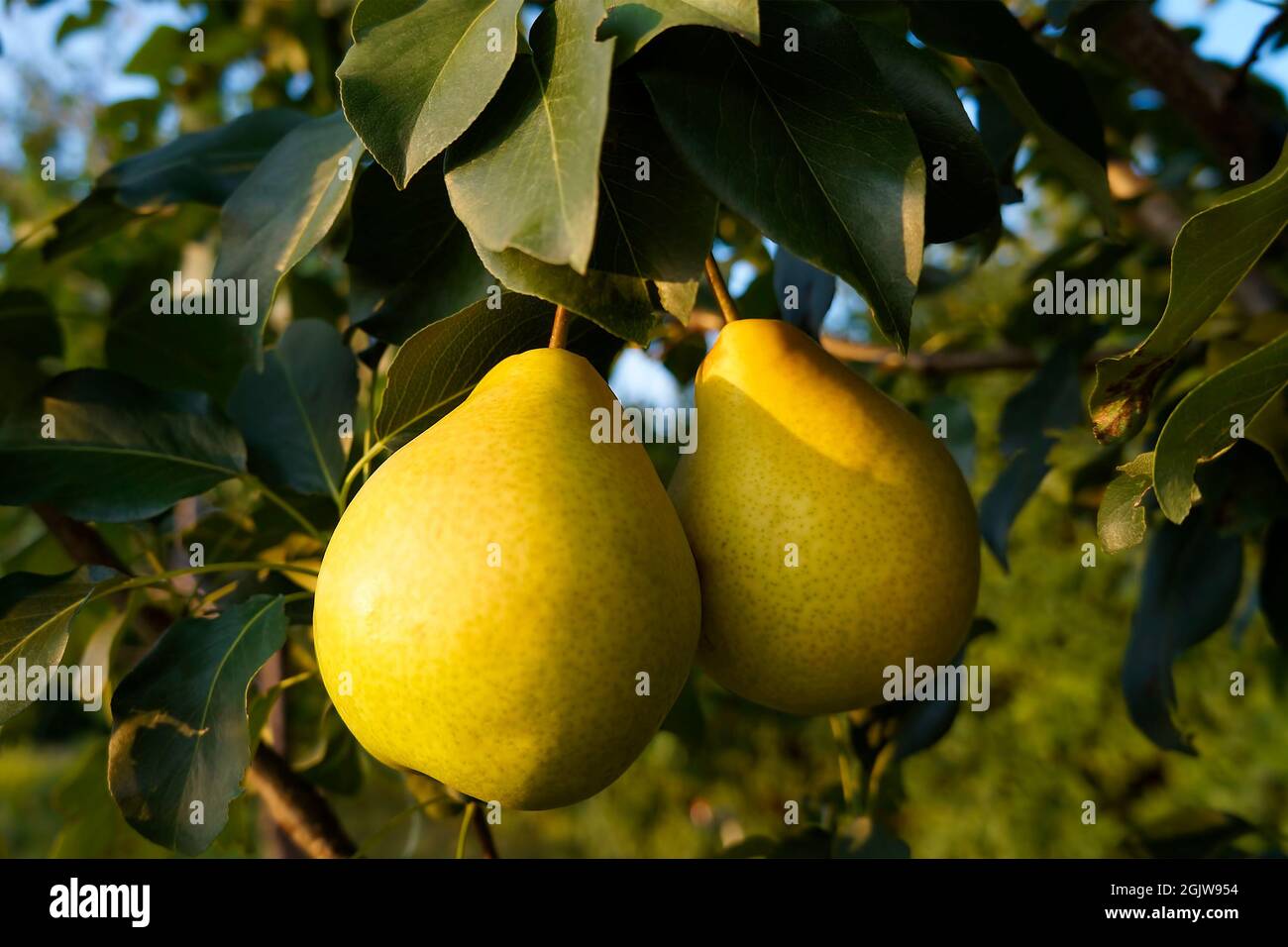 Two ripe pears on a branch. Farm, organic farming Stock Photo - Alamy