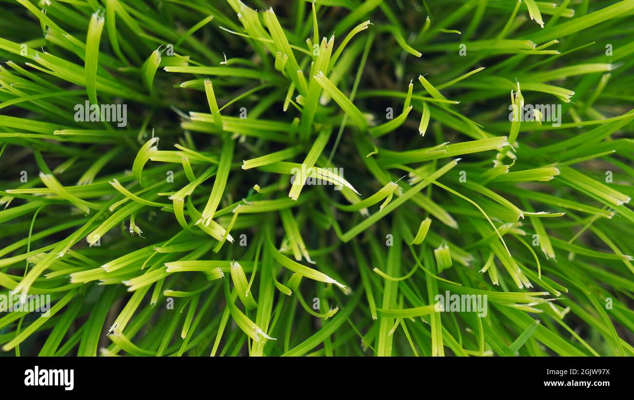 Grass texture top view hi-res stock photography and images - Alamy