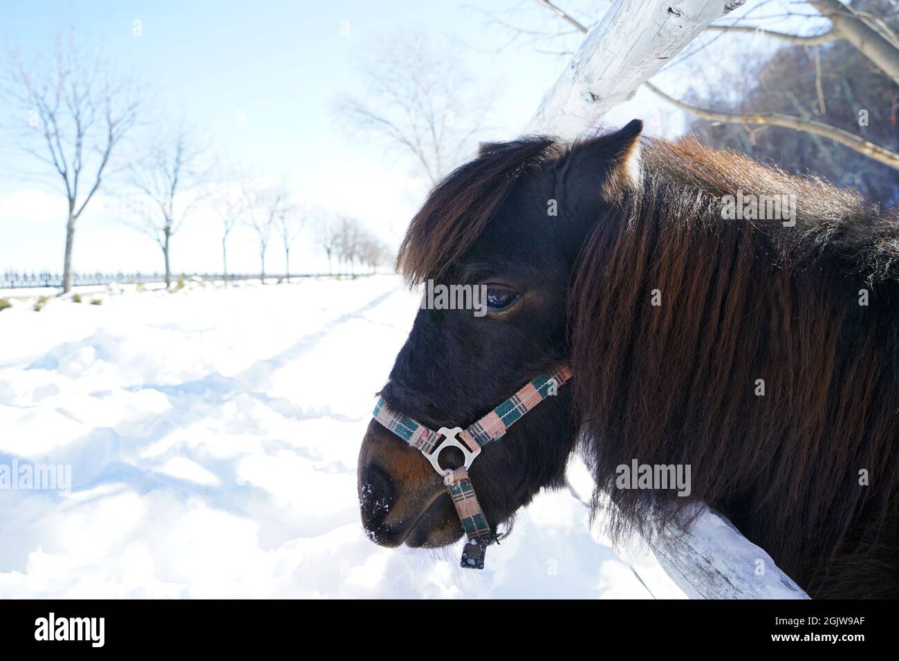 Beautiful pony in zoo Stock Photo - Alamy