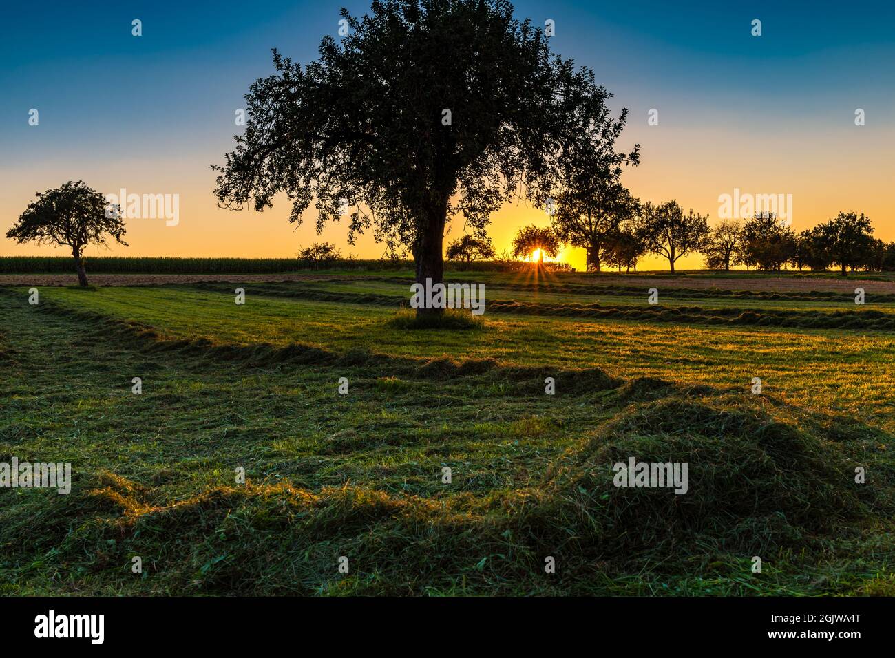 apple trees in sunset Stock Photo - Alamy
