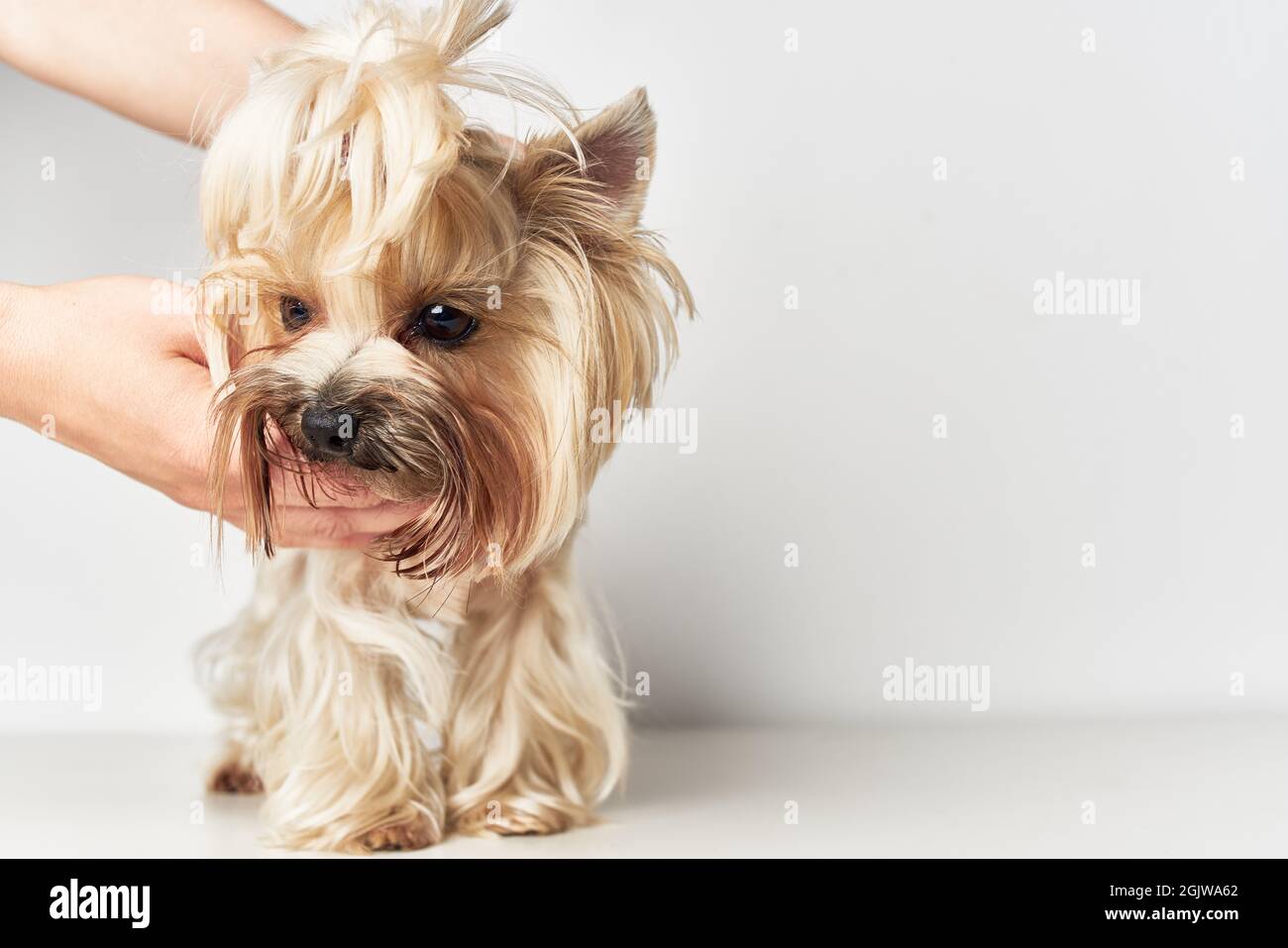 Yorkshire Terrier mammals friend of human isolated background Stock ...