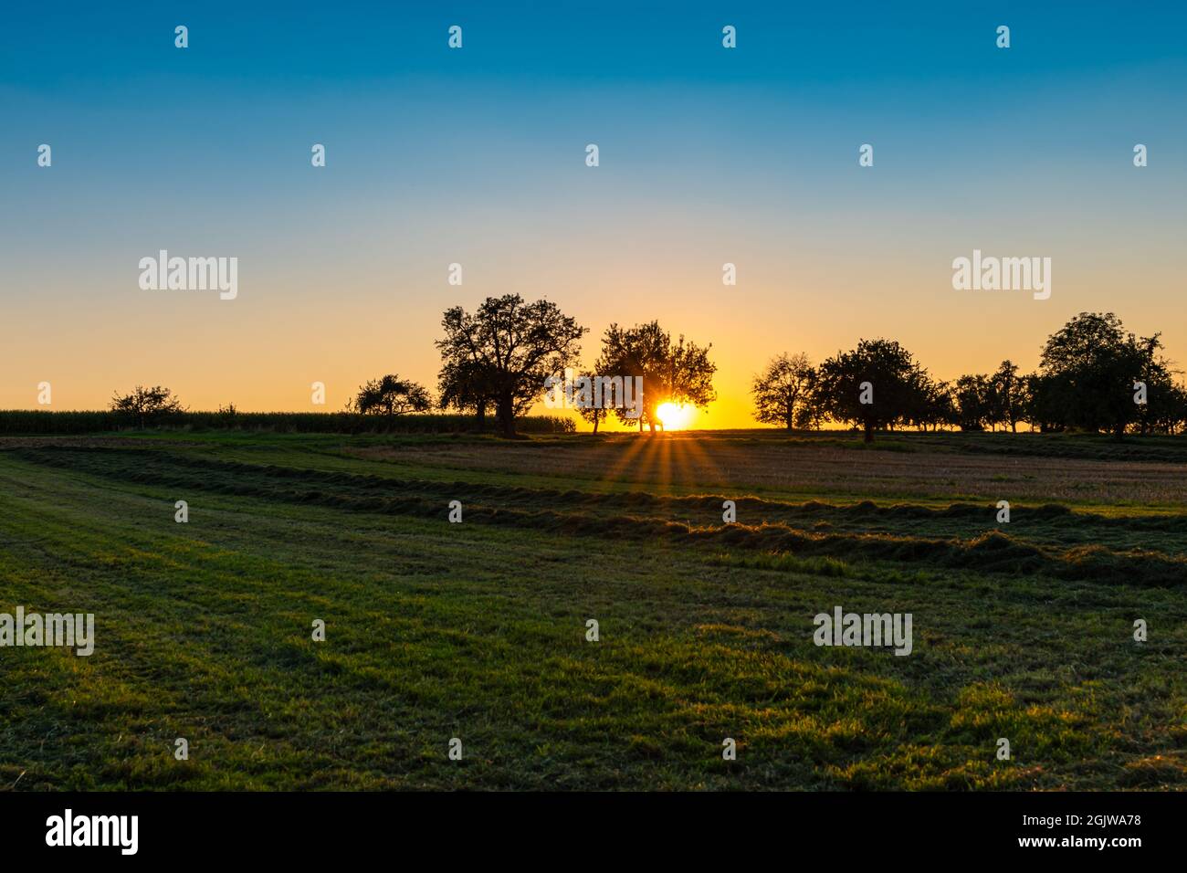 apple trees in sunset Stock Photo - Alamy