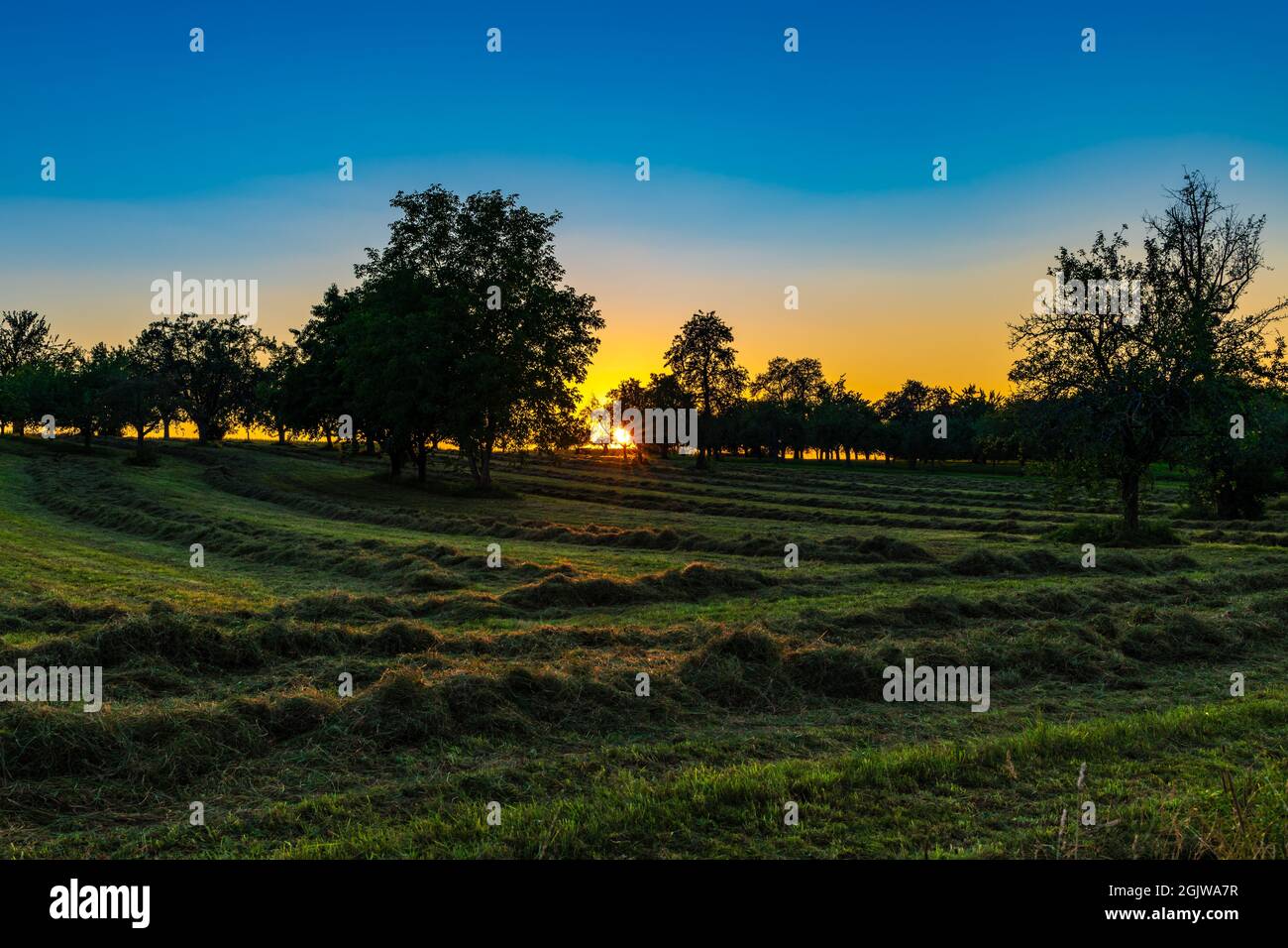 apple trees in sunset Stock Photo - Alamy