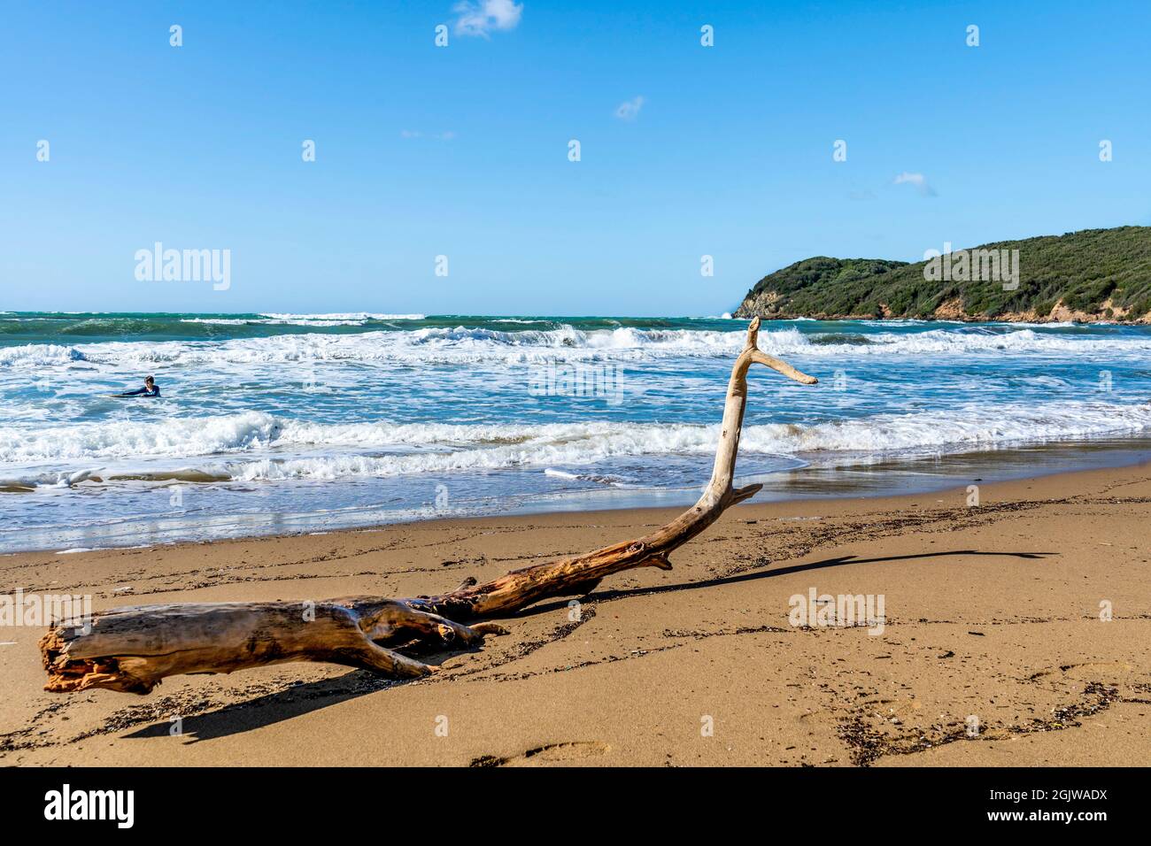 The sandy beach of the Gulf of Baratti, in the municipality of Piombino ...