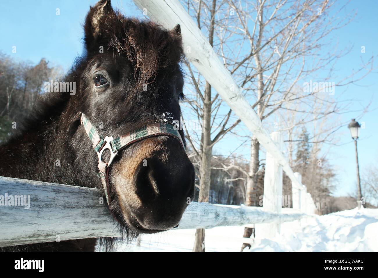Beautiful pony in zoo Stock Photo - Alamy