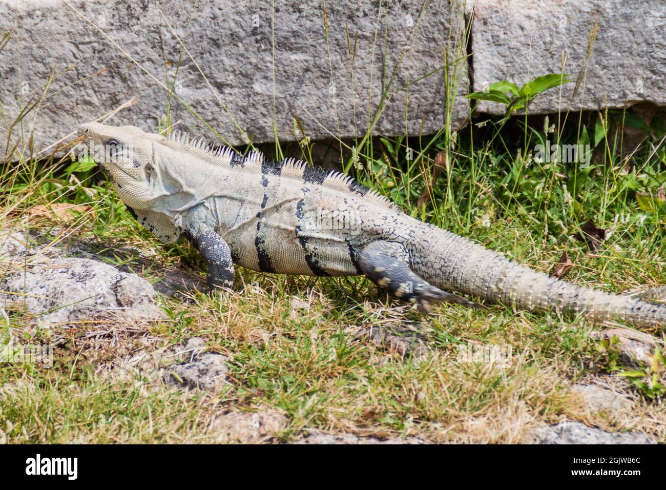 Black Iguana the ruins of the ancient Mayan city Uxmal, Mexico Stock ...